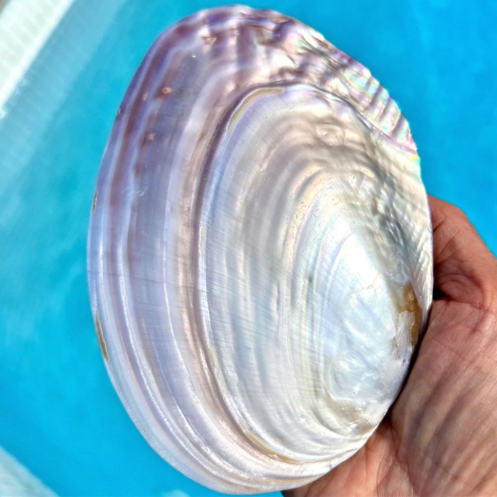 Freshwater Mother of Pearl Shells - Conscious Stones