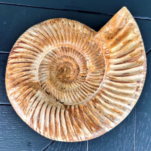 Ammonite - Buy Quality Crystals - Conscious Stones