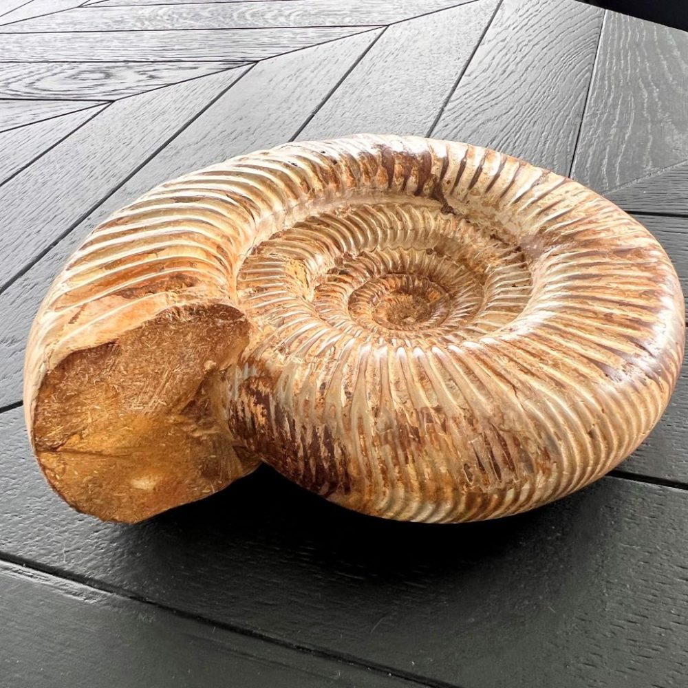 Ammonite - Buy Quality Crystals - Conscious Stones