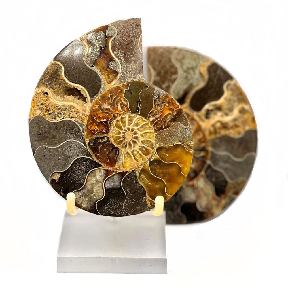 Ammonite Fossils - Buy Crystals - Conscious Stones